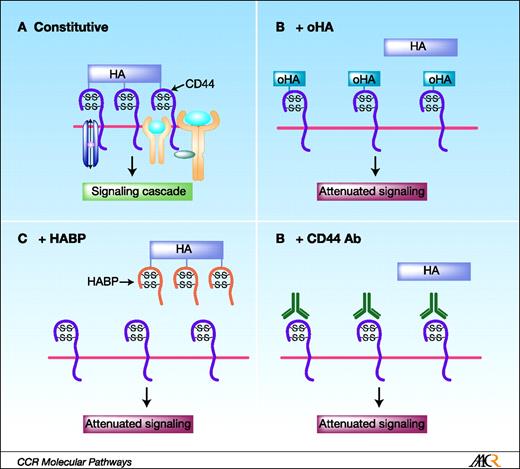 Hyaluronan-CD44 Interactions in Cancer: Paradoxes and Possibilities ...