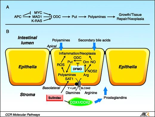 Combination Chemoprevention for Colon Cancer Targeting Polyamine ...