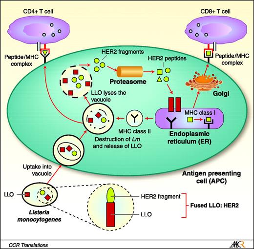 Overcoming Cancer Immune Tolerance and Escape | Clinical Cancer ...