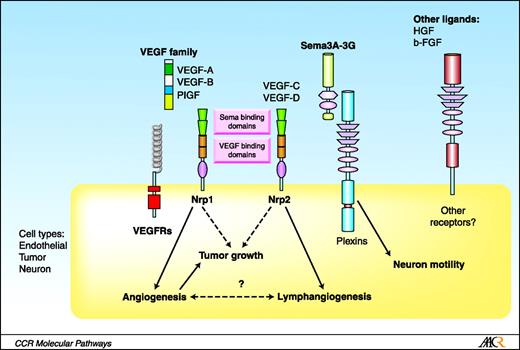 Neuropilins in Tumor Biology | Clinical Cancer Research | American ...