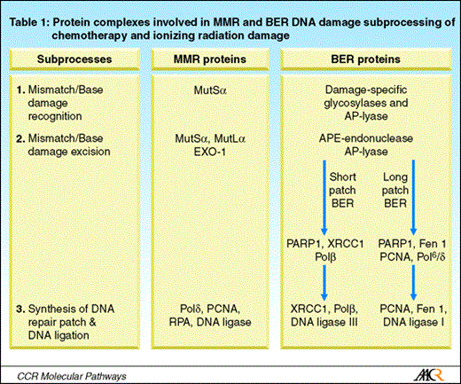Coordination of DNA Mismatch Repair and Base Excision Repair Processing ...