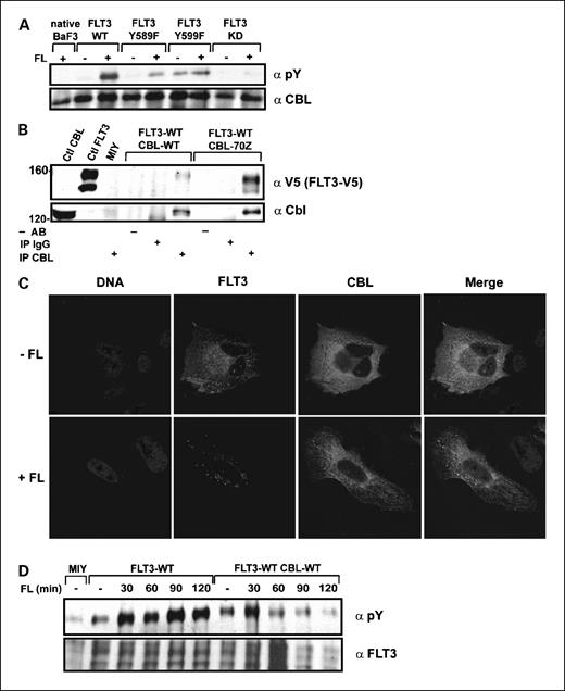 CBL Exon 8/9 Mutants Activate the FLT3 Pathway and Cluster in Core ...