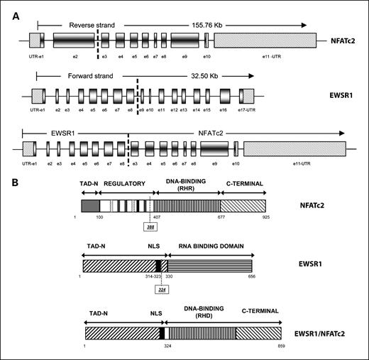 The NFATc2 Gene Is Involved in a Novel Cloned Translocation in a Ewing ...