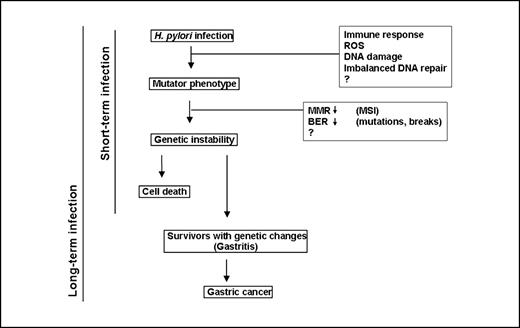 Helicobacter pylori Infection Induces Genetic Instability of Nuclear ...