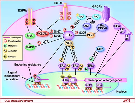 Estrogen Receptor Mutations and Changes in Downstream Gene Expression ...