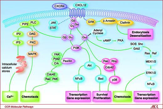 CXCL12 (SDF-1)/CXCR4 Pathway in Cancer | Clinical Cancer Research ...