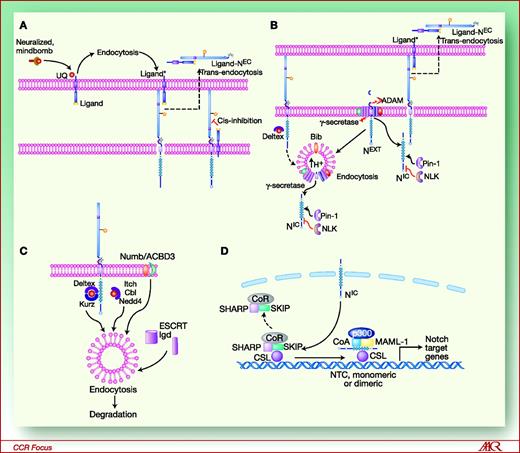Targeting Notch to Target Cancer Stem Cells | Clinical Cancer Research ...