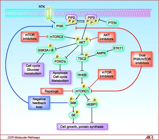 Inhibition of the PI3K Pathway: Hope We Can Believe in? | Clinical ...