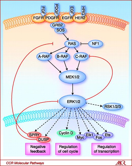 Targeting the Mitogen-Activated Protein Kinase Pathway: Physiological Feedback and Drug Response ...