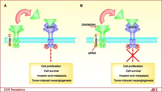 ADAM-17: A Target to Increase Chemotherapeutic Efficacy in Colorectal ...