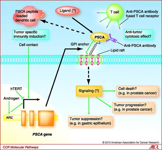 Prostate Stem Cell Antigen: A Jekyll and Hyde Molecule? | Clinical ...