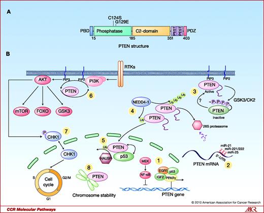 PI(3)King Apart PTEN's Role in Cancer | Clinical Cancer Research ...