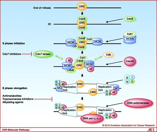 Targeting Cell Division Cycle 7 Kinase: A New Approach for Cancer ...