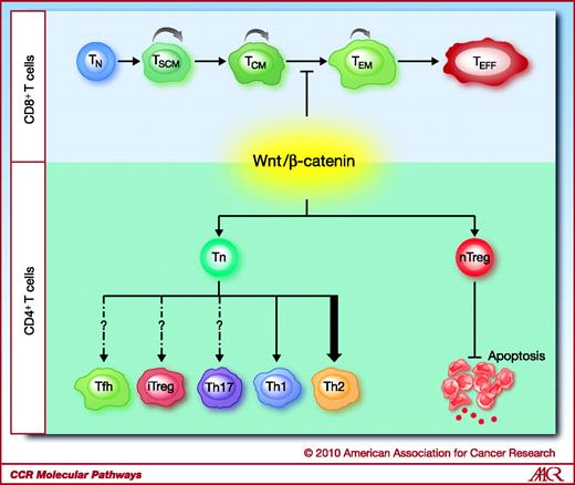 Wnt/β-Catenin Signaling in T-Cell Immunity and Cancer Immunotherapy ...