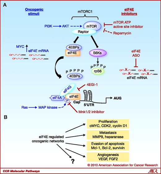Targeting Eukaryotic Translation Initiation Factor 4E (eIF4E) in Cancer ...