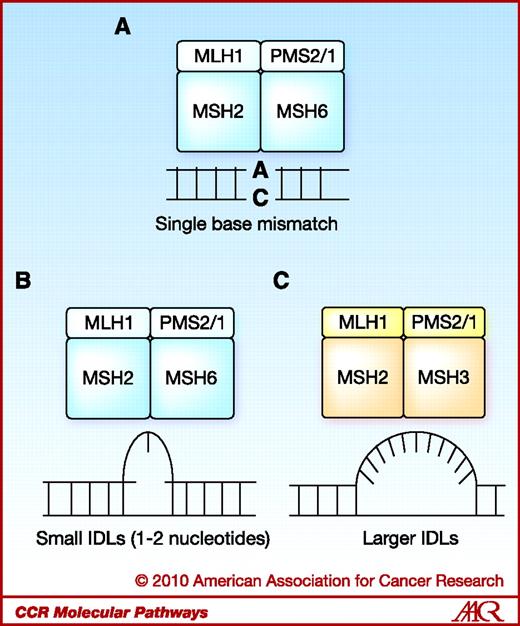 Therapeutic Targeting of the DNA Mismatch Repair Pathway | Clinical ...
