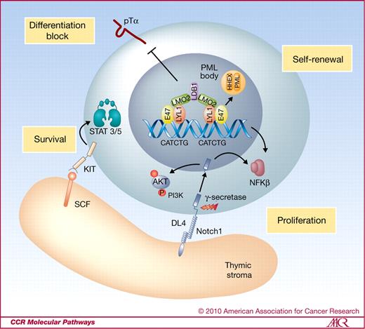 The Molecular Basis of Lmo2-Induced T-Cell Acute Lymphoblastic Leukemia ...