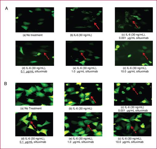Effects of Siltuximab on the IL-6–Induced Signaling Pathway in Ovarian ...