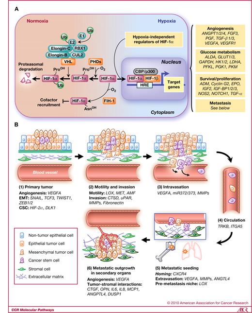 Hypoxia and Hypoxia-Inducible Factors: Master Regulators of Metastasis ...