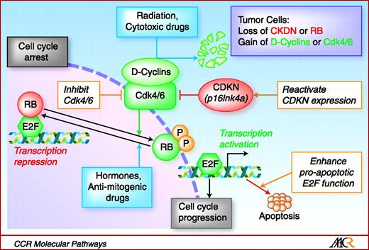 Targeting the RB-pathway in Cancer Therapy | Clinical Cancer Research ...