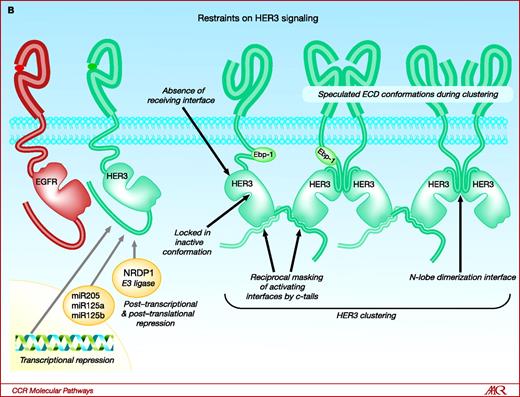 HER3 Comes of Age: New Insights into Its Functions and Role in ...
