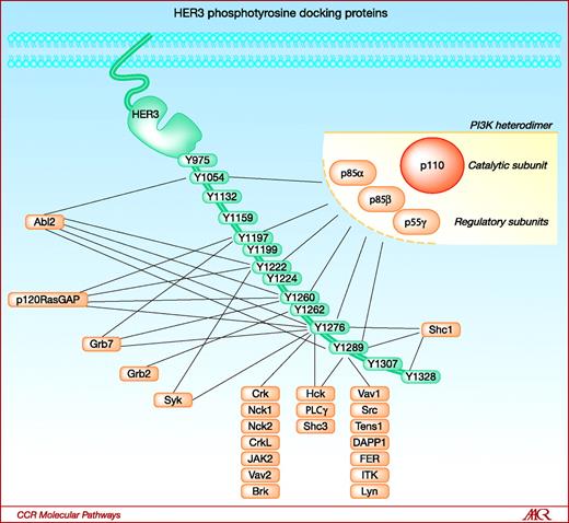HER3 Comes of Age: New Insights into Its Functions and Role in ...