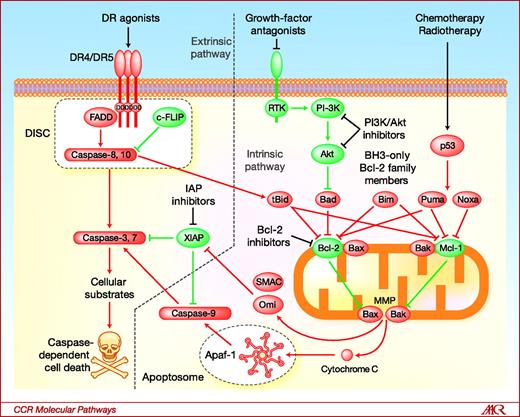 Death Receptor Agonists as a Targeted Therapy for Cancer | Clinical ...
