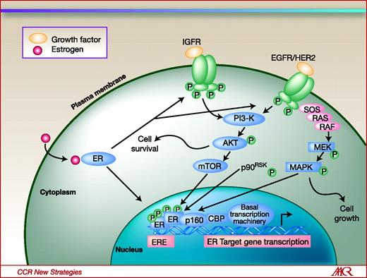 New Strategies in Estrogen Receptor–Positive Breast Cancer | Clinical ...