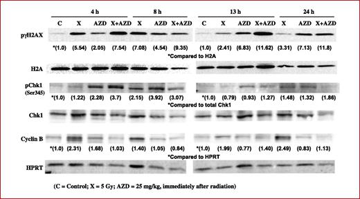 In vitro and In vivo Radiation Sensitization of Human Tumor Cells by a ...