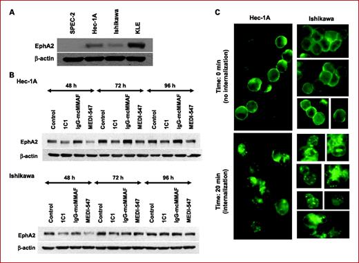 EphA2 Targeted Chemotherapy Using an Antibody Drug Conjugate in ...
