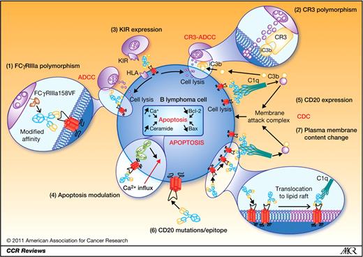 Interindividual Variability of Response to Rituximab: From Biological ...