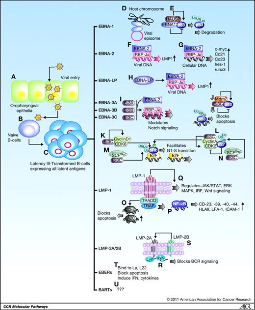 Epstein-Barr Virus–Associated B-cell Lymphomas: Pathogenesis and Clinical Outcomes | Clinical ...