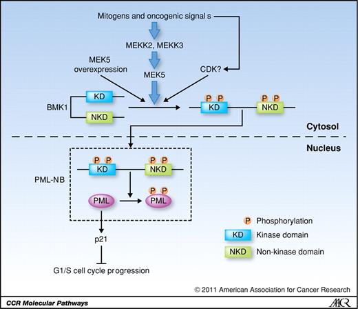Targeting the BMK1 MAP Kinase Pathway in Cancer Therapy | Clinical ...