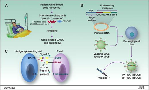 Immunotherapy for Prostate Cancer: Recent Advances, Lessons Learned ...