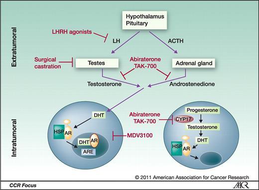 Targeting Continued Androgen Receptor Signaling in Prostate Cancer ...