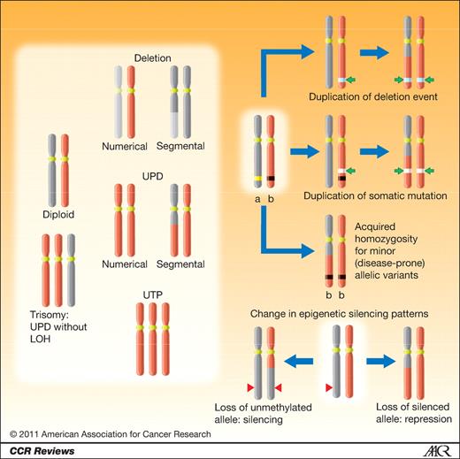 Pathogenesis and Consequences of Uniparental Disomy in Cancer ...