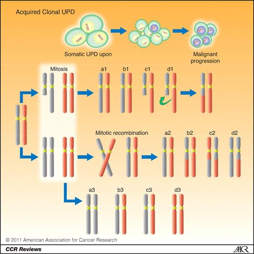 Pathogenesis and Consequences of Uniparental Disomy in Cancer ...