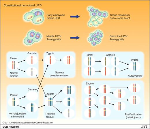 Pathogenesis and Consequences of Uniparental Disomy in Cancer ...