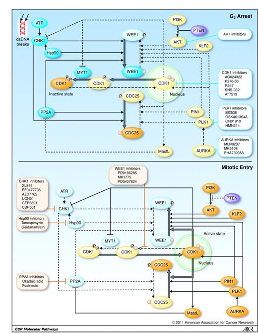 WEE1 Kinase Targeting Combined with DNA-Damaging Cancer Therapy ...
