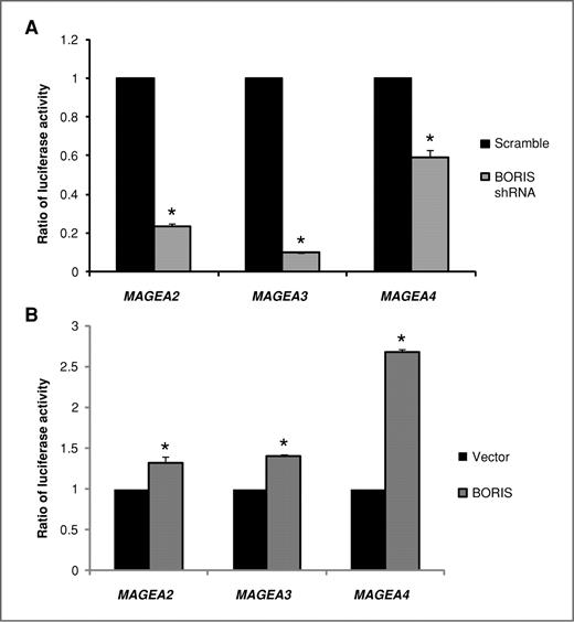 BORIS Binding to the Promoters of Cancer Testis Antigens, MAGEA2 ...