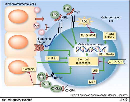Stem Cell Quiescence | Clinical Cancer Research | American Association ...