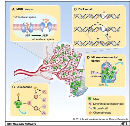 Cancer Stem Cells and Chemosensitivity | Clinical Cancer Research ...