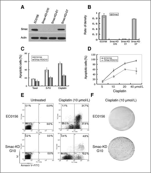 Role of Smac in Determining the Chemotherapeutic Response of Esophageal ...