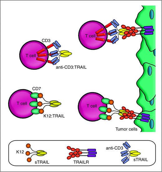 Cell Surface Delivery of TRAIL Strongly Augments the Tumoricidal ...