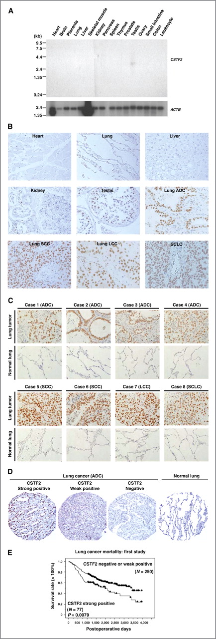 Characterization of a Cleavage Stimulation Factor, 3′ pre-RNA, Subunit ...