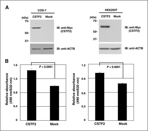 Characterization of a Cleavage Stimulation Factor, 3′ pre-RNA, Subunit ...