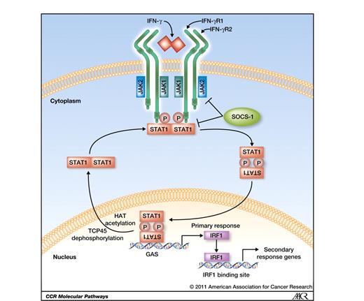 The Two Faces of Interferon-γ in Cancer | Clinical Cancer Research ...