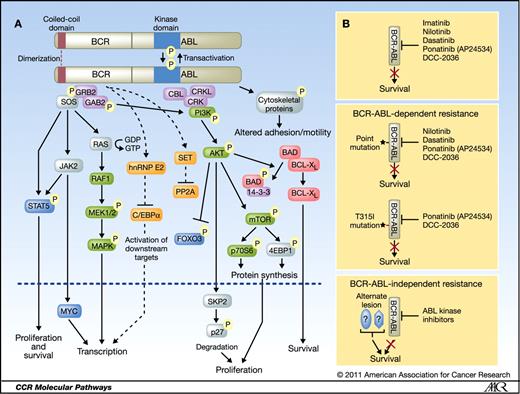 Targeting the BCR-ABL Signaling Pathway in Therapy-Resistant ...