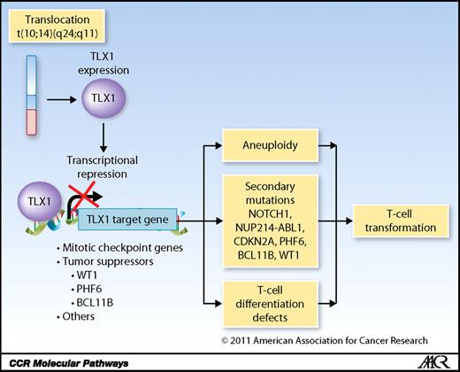 TLX1-Induced T-cell Acute Lymphoblastic Leukemia | Clinical Cancer ...