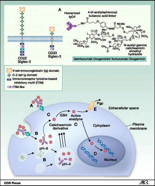 Antibody-Drug Conjugates of Calicheamicin Derivative: Gemtuzumab ...